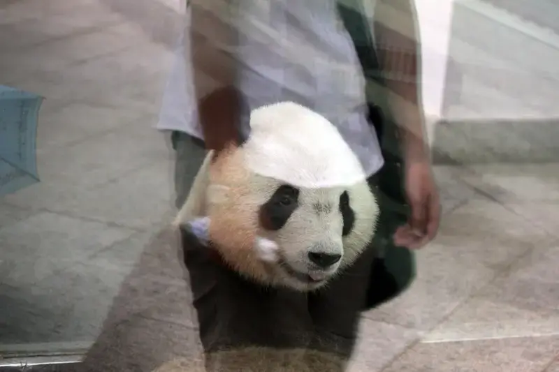 The Panda's Forest: Biodiversity Loss | Pulitzer Center