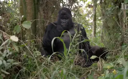 Isacco Chiaf | Pulitzer Center