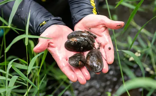 First Foods: Confederated Tribes of the Umatilla Indian Reservation ...