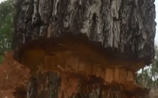 How Rosewood is Stolen in Cameroon, Laundered in Nigeria, and Exported ...