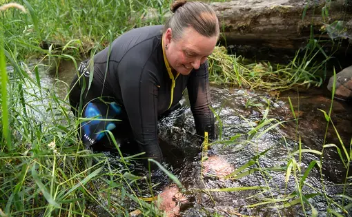 Freshwater Mussels: North America’s Most Endangered Species | Pulitzer ...