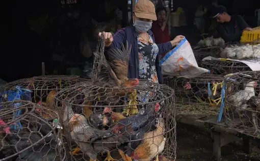 Mark Cheong | Pulitzer Center