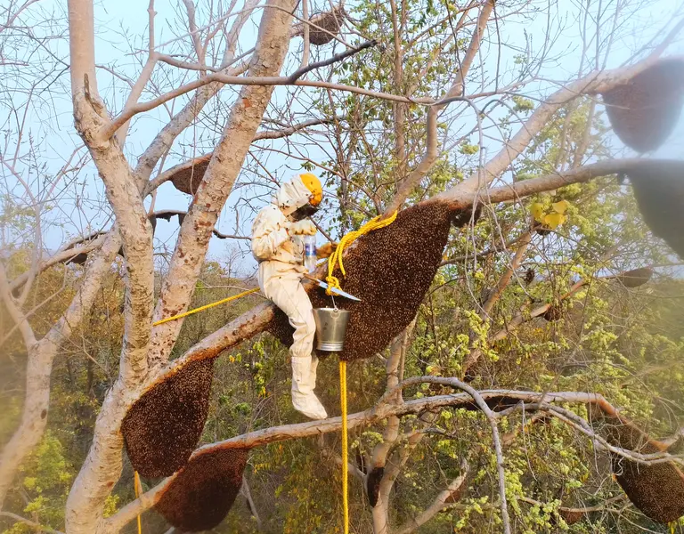 In Rural India, Wild Honey Farmers Are Using Bees to Fight Terrorism ...