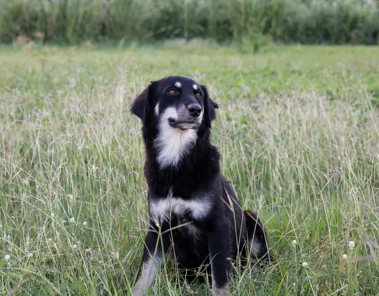 No Dogs Left Behind: The SATO Project in Puerto Rico | Pulitzer Center