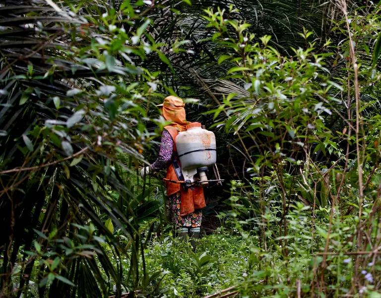 Indonesian Women Risk Health to Supply Palm Oil to the West | Pulitzer ...