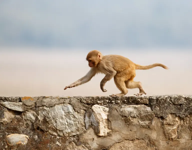 COVID-19 Vaccine Protects Monkeys From New Coronavirus, Chinese Biotech ...