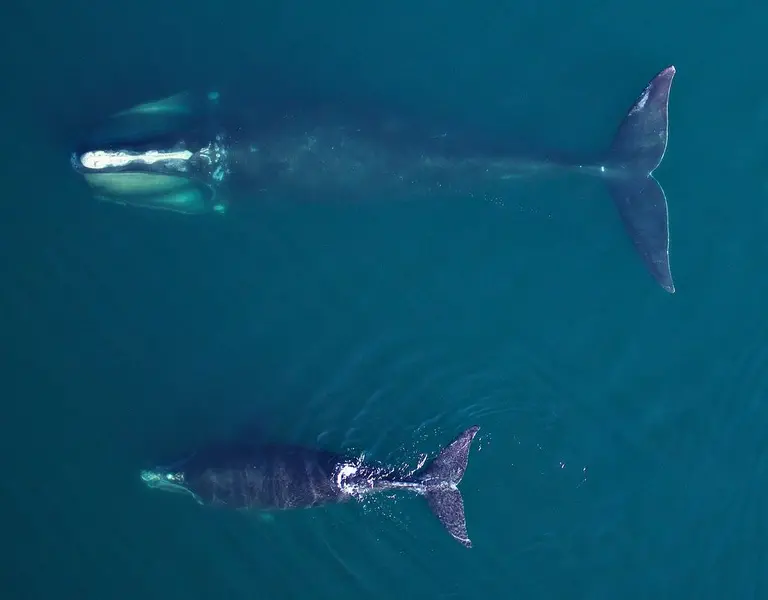New Regulations Are a Matter of Life and Extinction for Right Whales ...