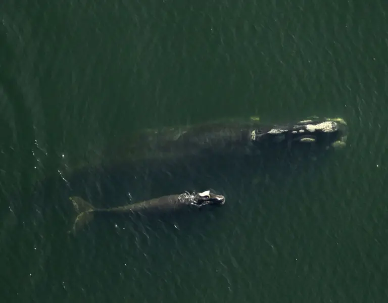 As North Atlantic Right Whales Slide Toward Extinction, a Desperate ...