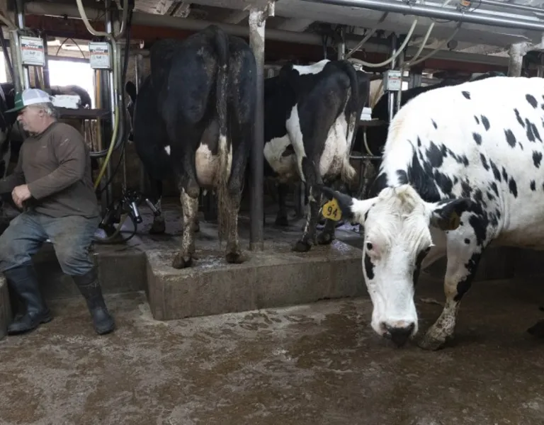 ‘A Slow Healing Process’: Slammed by the Dairy Crisis, Shuttered by the ...