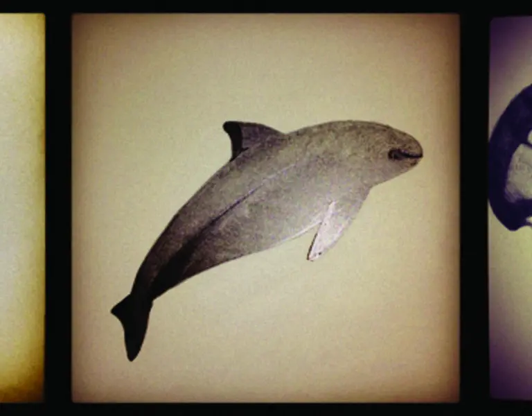Seven Species: A Visual Primer on the Sea of Cortez | Pulitzer Center