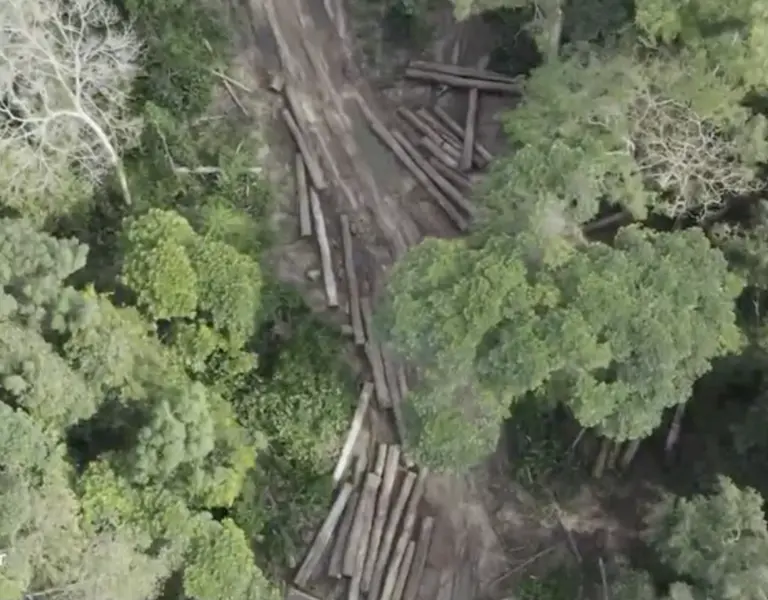 Widespread Logging Threatens the Congo Basin’s Critical Rainforest ...