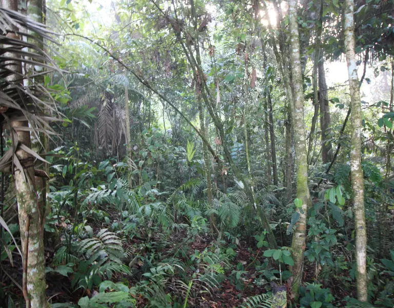 At the Top of the Amazon Jungle, Scientists Have Their Heads in the ...
