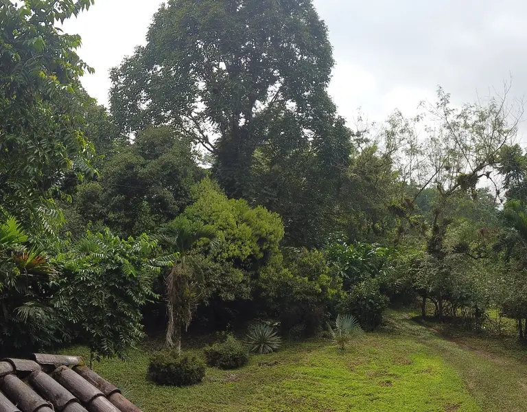 Ecuador's Chocó Rainforest: Fighting for the Remaining 2 Percent ...