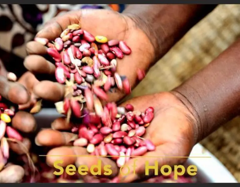 'Seeds of Hope' Wins World International Humanitarian Platinum Award ...