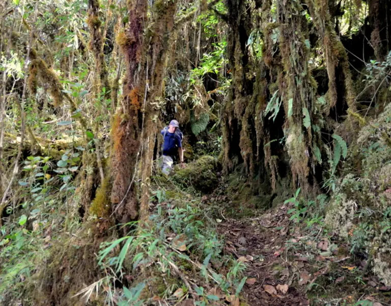 Peru: Trees on the Move | Pulitzer Center