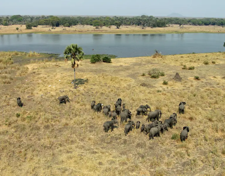 The World Without Wildlife | Pulitzer Center