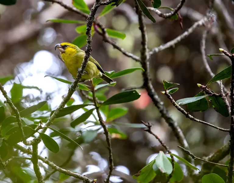 Fighting To Save This Rare Maui Forest Bird From Extinction | Pulitzer ...
