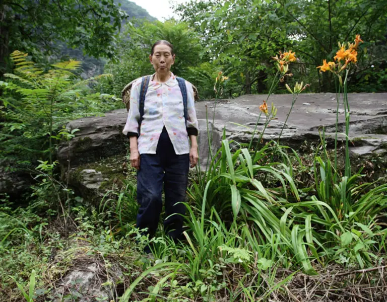 The Sustainable Forest | Pulitzer Center