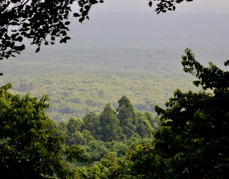 Eucalyptus, the Multi-Purpose Wood of Kivu | Pulitzer Center