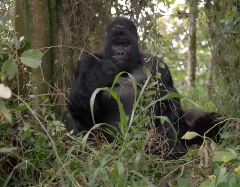 Those Who Protect Central Africa's Forests and Gorillas (Italian ...