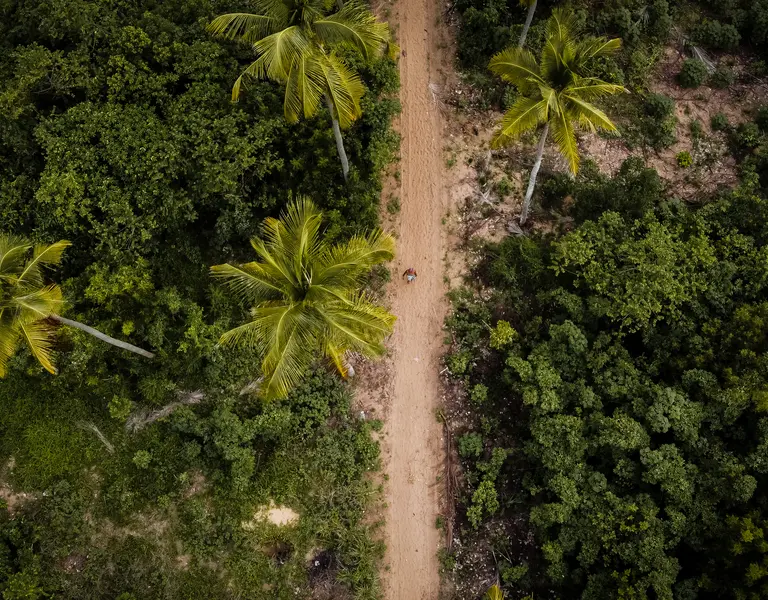 Where Has The Forest Gone? | Pulitzer Center