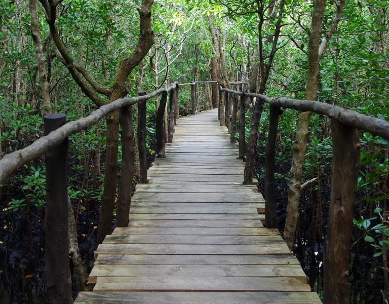 Striving To Protect Mangrove Forests in the Rufiji Delta | Pulitzer Center