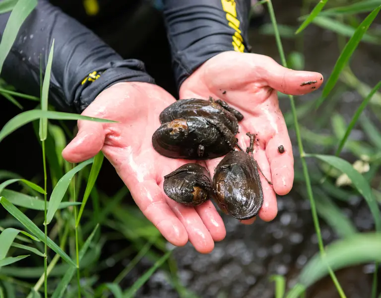 Freshwater Mussels: North America’s Most Endangered Species | Pulitzer ...