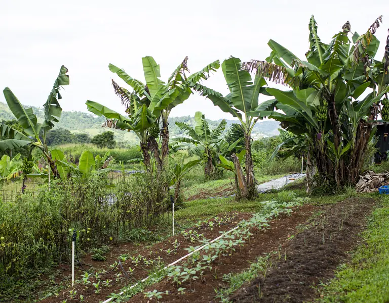 Sustainable Farming Revolution in Puerto Rico | Pulitzer Center