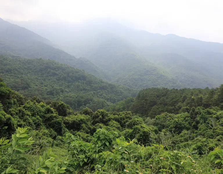Abnormal Forest Recategorization in Ho Chi Minh City, Vietnam ...