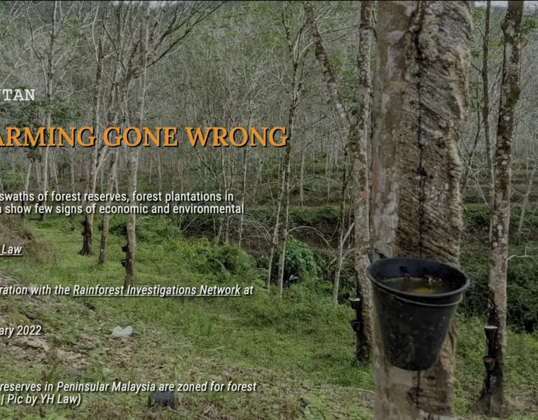 Tree Farming Gone Wrong | Pulitzer Center