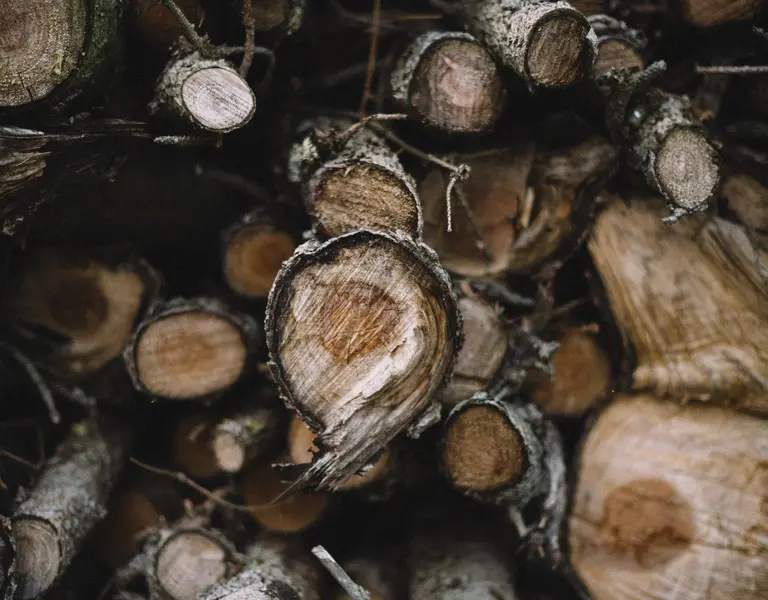 Mangrove Logging, a Threat to the Ecosystem | Pulitzer Center