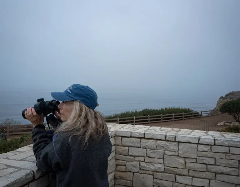 Climate Change's Role in the Strandings of Gray Whales | Pulitzer Center