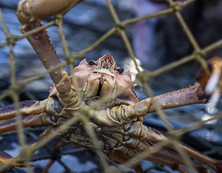 A Crab Boat’s Quest for Snow Crab in a Bering Sea Upended by Climate ...