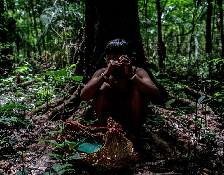 Indigenous Village Harvests Seeds To Slow Deforestation in Brazil’s ...
