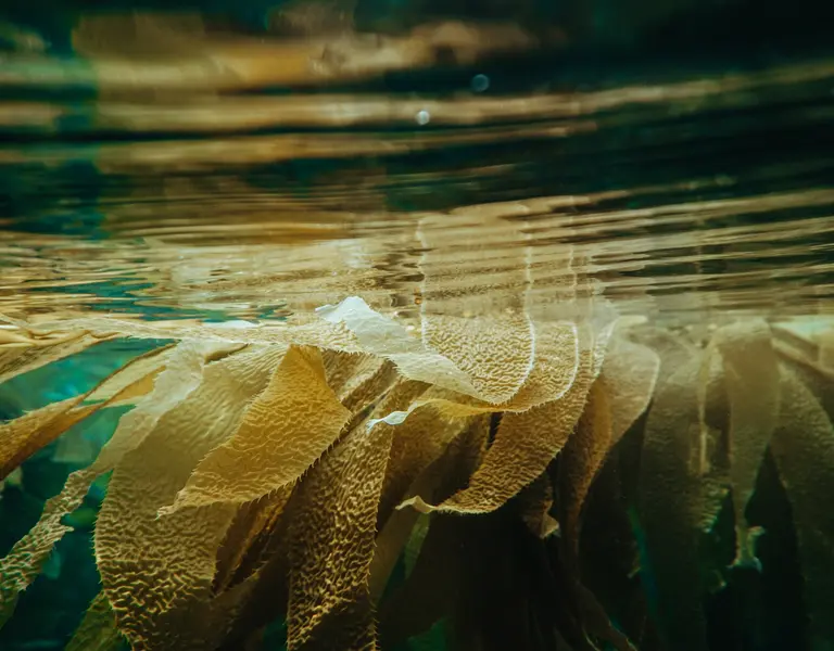 Dive Into a Vanishing Invisible Forest To See What Climate Has Changed ...