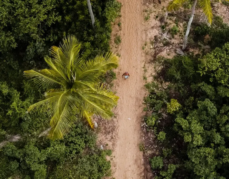 The Ecological and Human Impact of the Disappearance of Sacred Forests ...