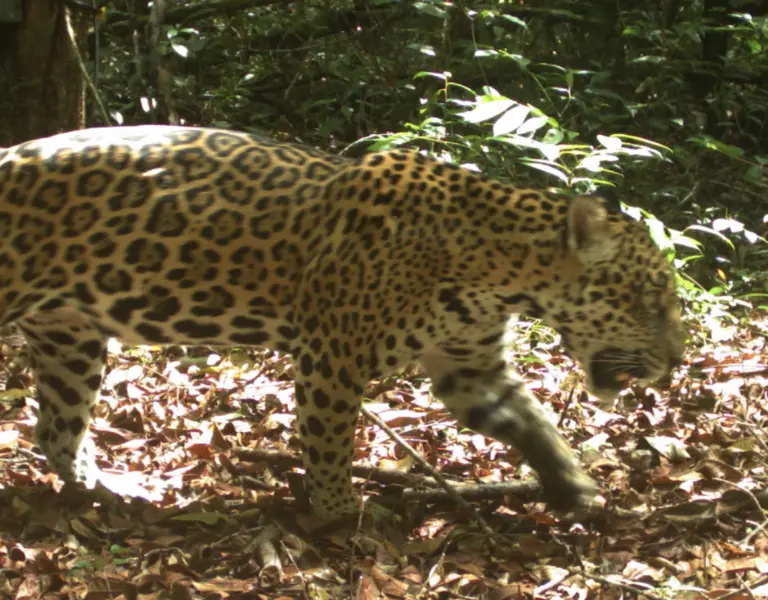 The Jaguar's Shadow: Illegal Hunting and Trafficking in Suriname ...