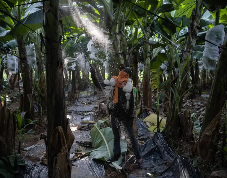 When a Flooded Forest Is Drowning | Pulitzer Center