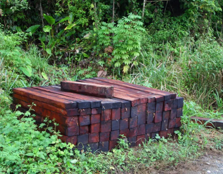 The Wood of Poverty | Pulitzer Center