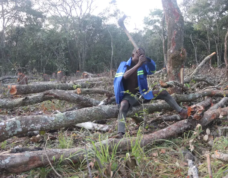 Corruption and Misappropriation Exacerbate Forest Ecosystem Degradation ...