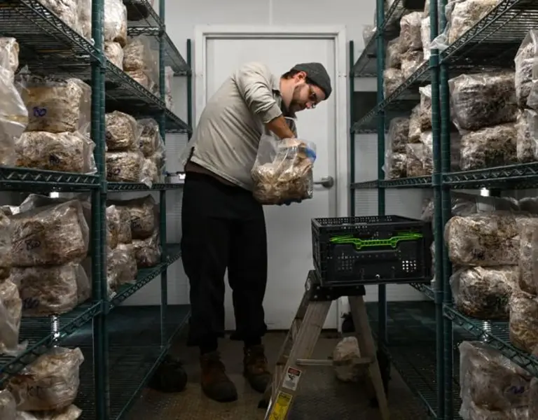 Missouri Farm Embraces Regenerative Agriculture Using Mushrooms ...