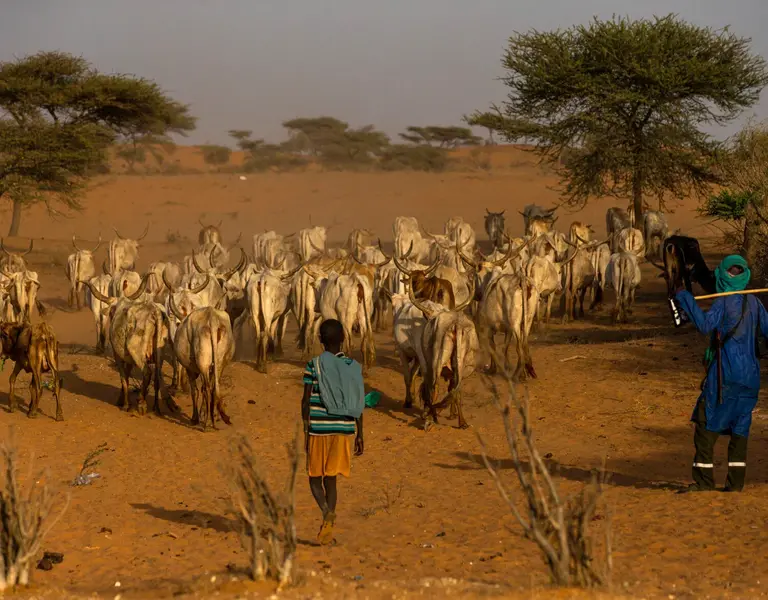 The Saharan Connection and Lessons From Senegal | Pulitzer Center