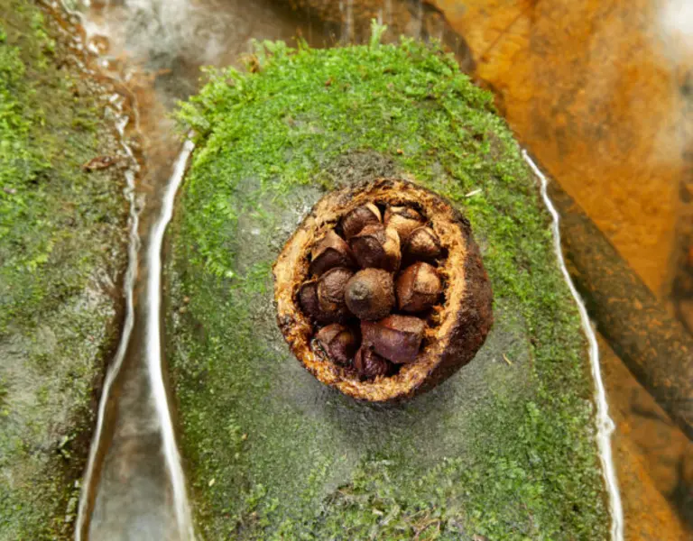Brazil Nut Harvesting Proves a Win-Win for Forest and Community ...