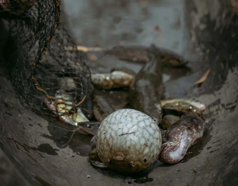 The Fish Who Lost Their 'Paradise' in the Musi River | Pulitzer Center