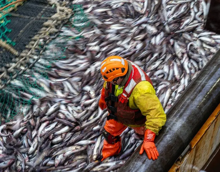 A Struggle To Dodge Salmon in Pursuit of a Massive Pollock Bounty ...