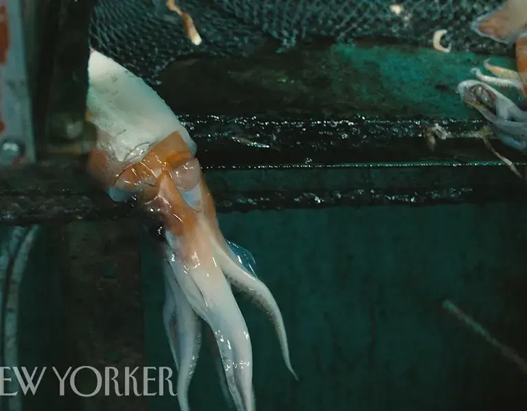 'Squid Fleet' Takes You Into the Opaque World of Chinese Fishing ...