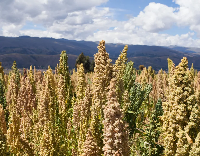 The Golden Grain of the Andes (German) | Pulitzer Center