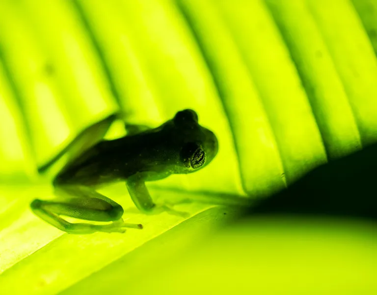 First, the Frogs Died. Then People Got Sick. | Pulitzer Center