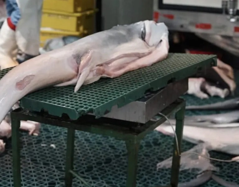 Shark Meat Exposé Supported by Pulitzer Center Wins Prestigious ...