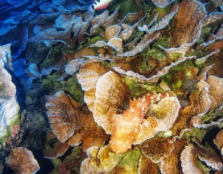 Reefs on the Edge: The Slow, Hidden Collapse Beneath Rapa Nui’s Waters ...